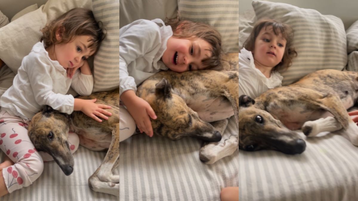 ¿Qué famosa adoptó a Matilda, la perrita que tenía en tránsito Paula ...