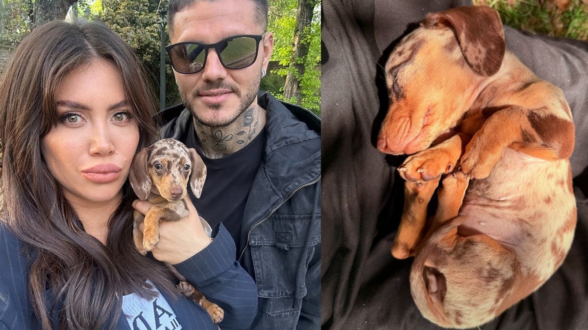 Las fotos más tiernas del perrito de Wanda Nara